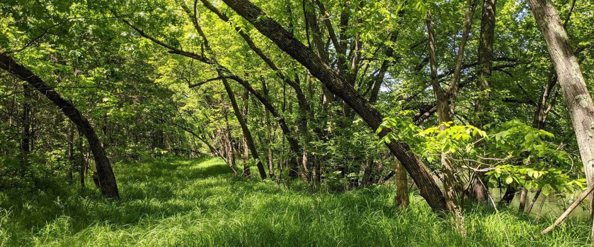 The Vital Role of Local Communities in Plant Conservation in Anoka ...